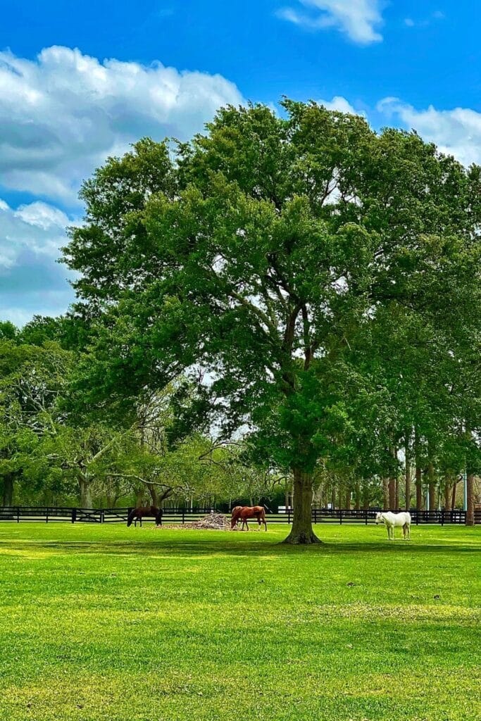 Land Clearing Near Me – Efficient Land Clearing Services Right in Your Area