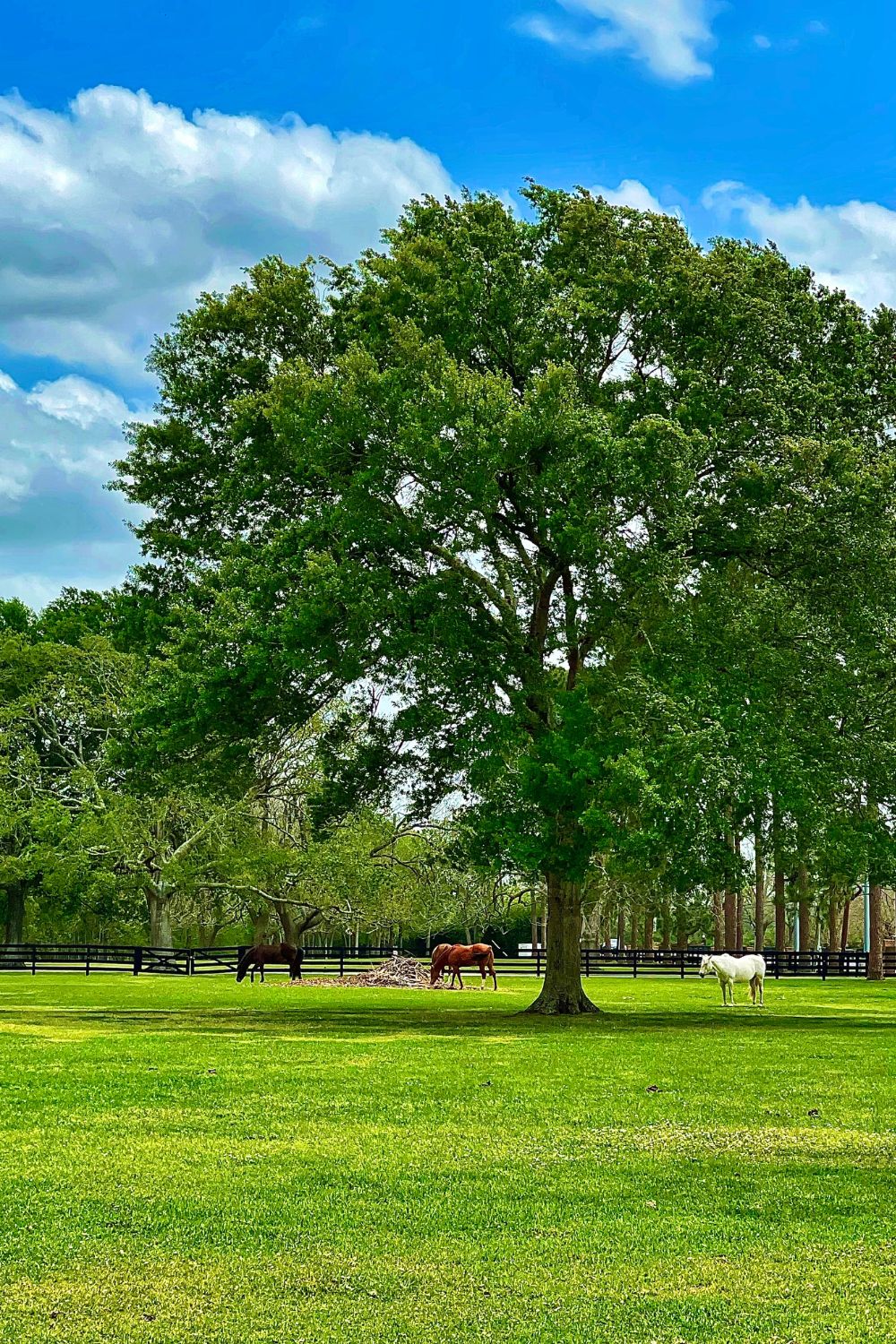 Land Clearing Near Me – Efficient Land Clearing Services Right in Your Area
